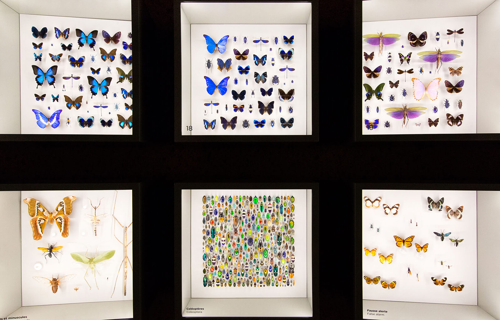 Showcases Insectarium - Woodworking Montreal